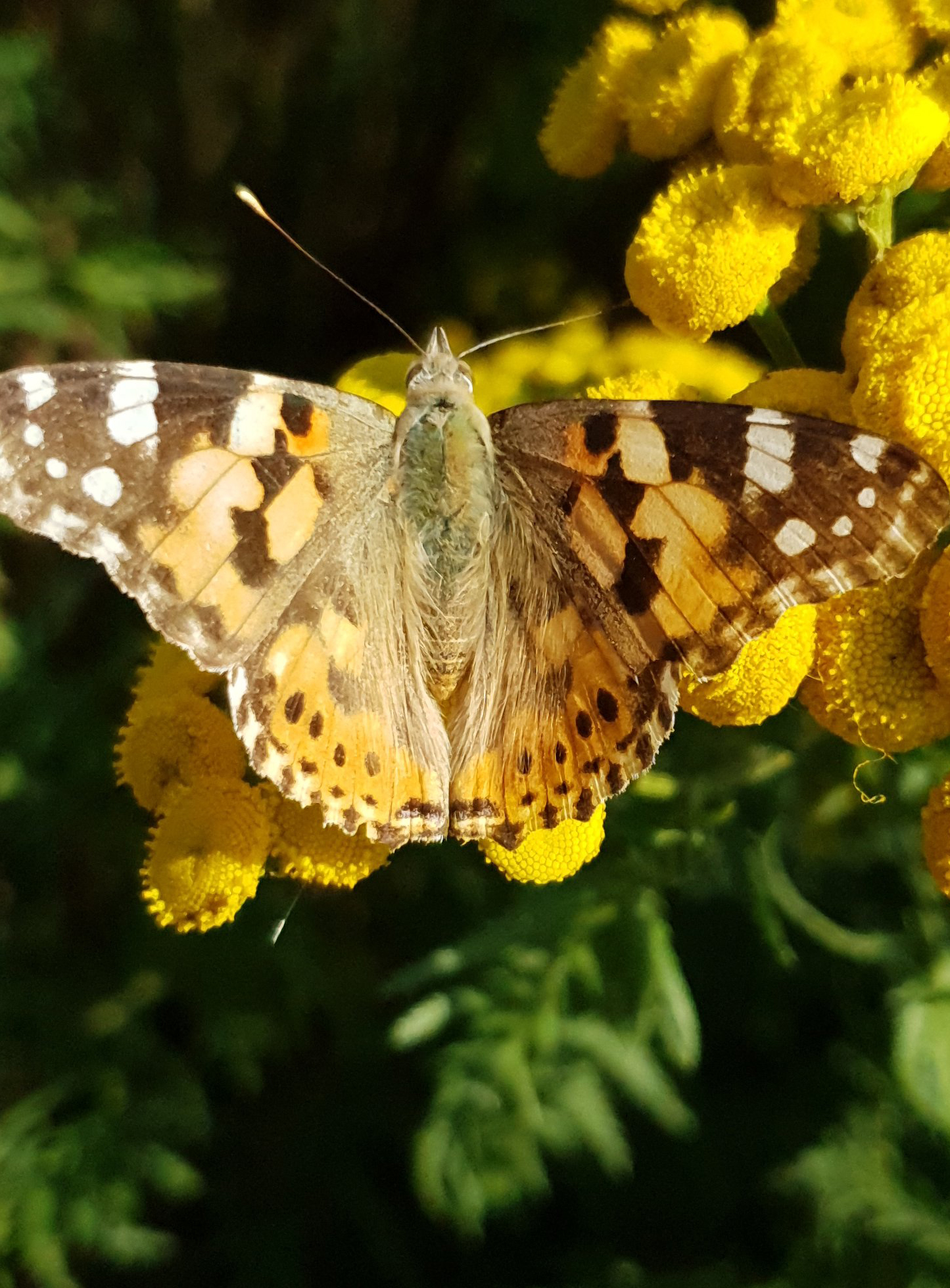 Biodiversity action for net positive impact